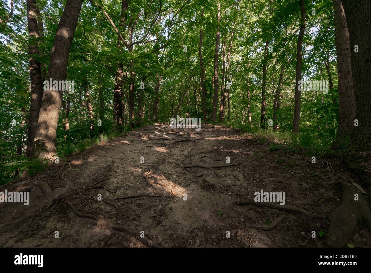 Forest trail in a hilly forest Stock Photo - Alamy