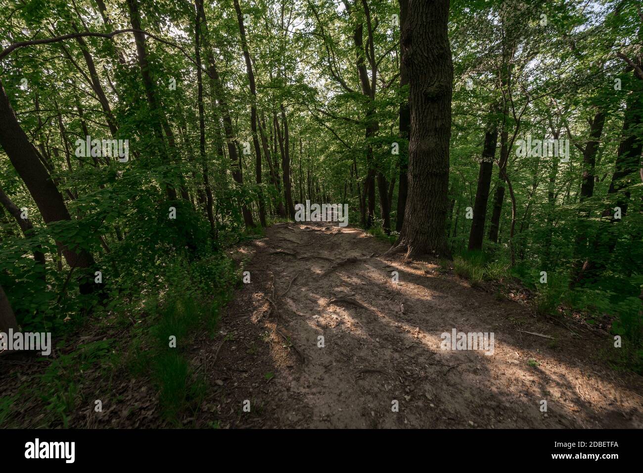 Forest trail in a hilly forest Stock Photo - Alamy