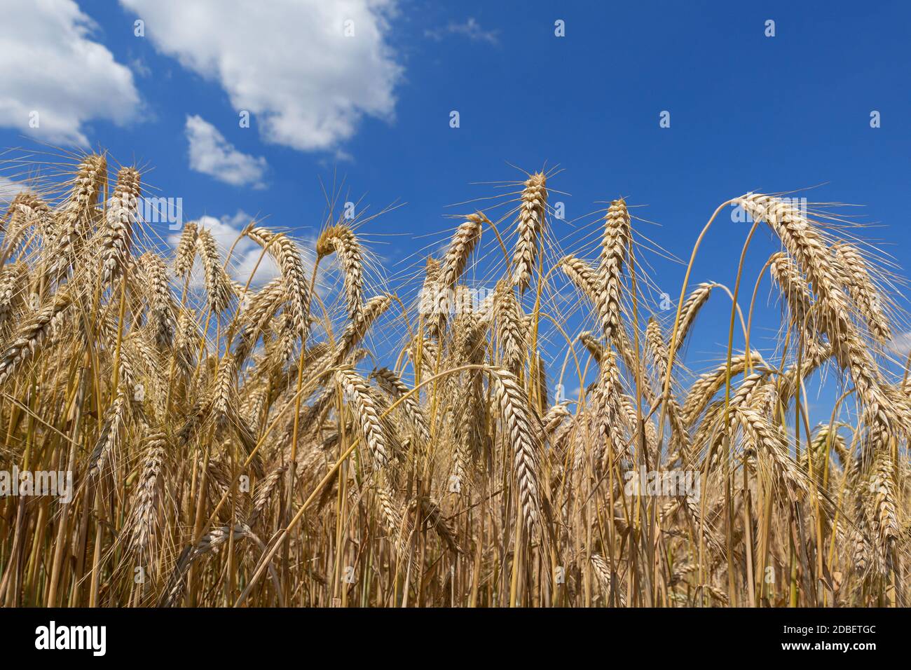 Rye stalk hi-res stock photography and images - Alamy
