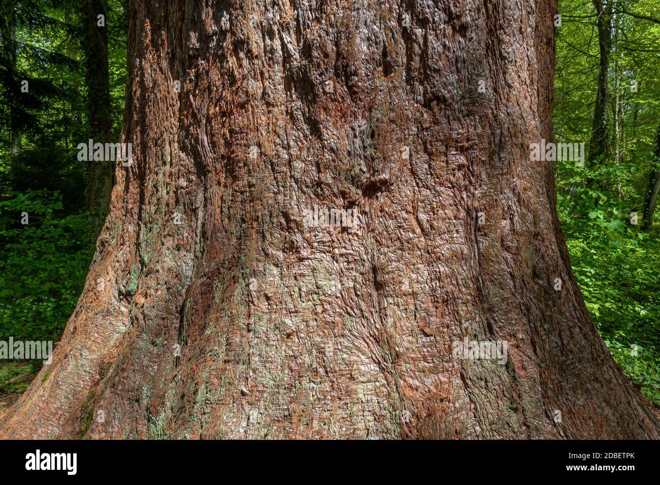Tree trunk of a sequoia tree in a forest Stock Photo - Alamy
