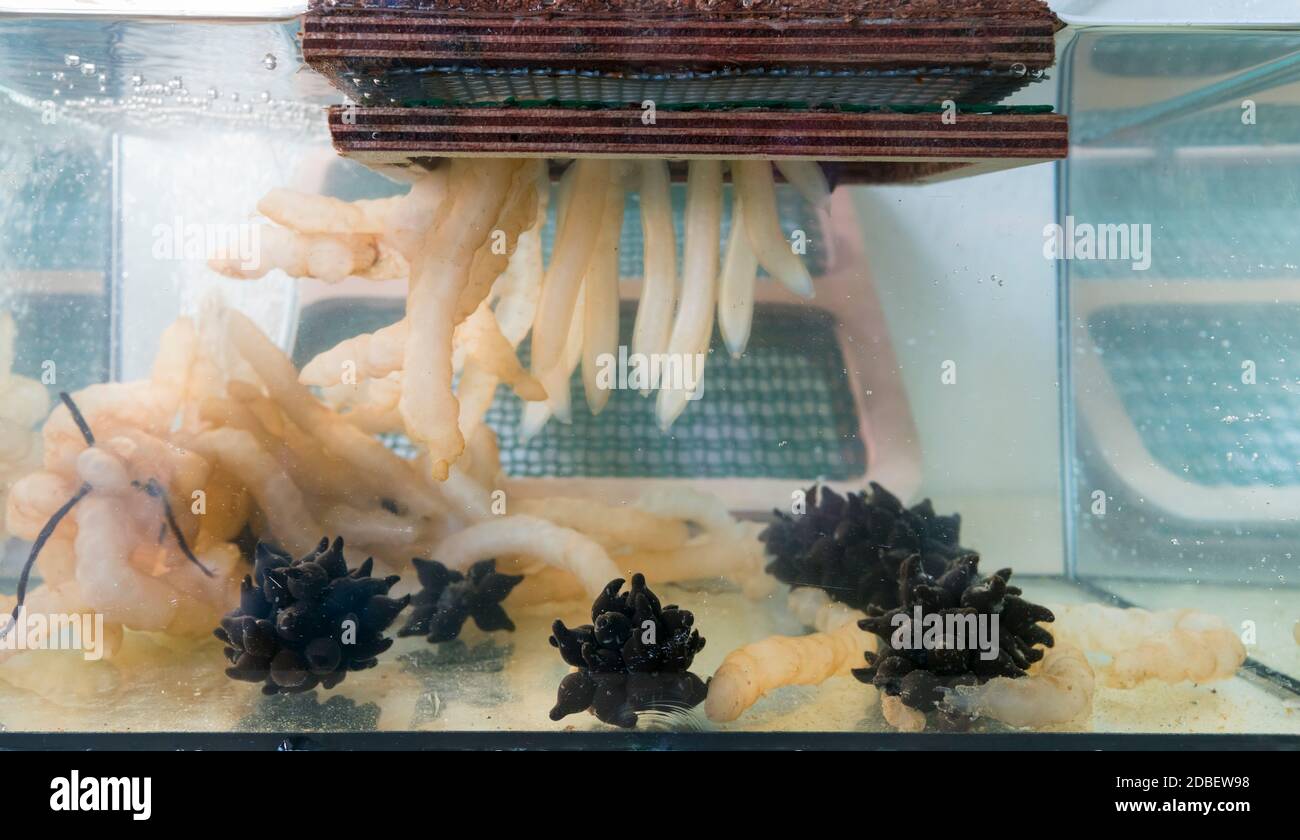 Cuttlefish Project, wildlife restoration, Harbour, L'Escala village ...