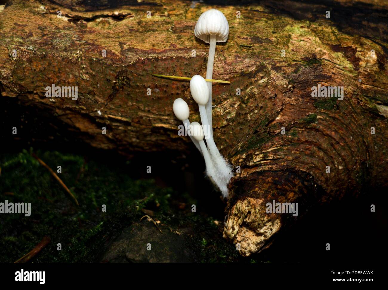 White Rot Fungus High Resolution Stock Photography and Images - Alamy
