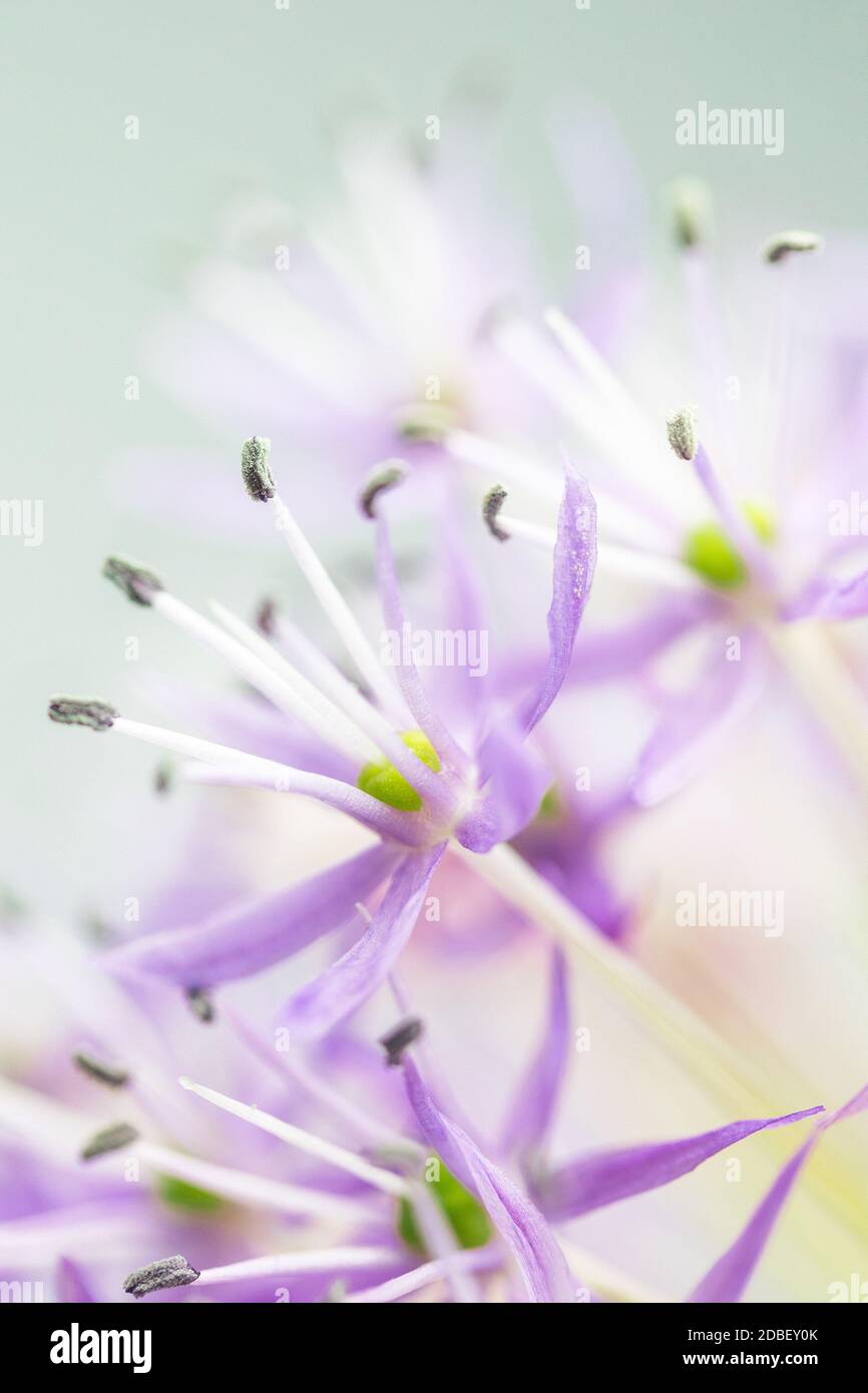 Allium Flower closeup nature background. Vertically Stock Photo - Alamy