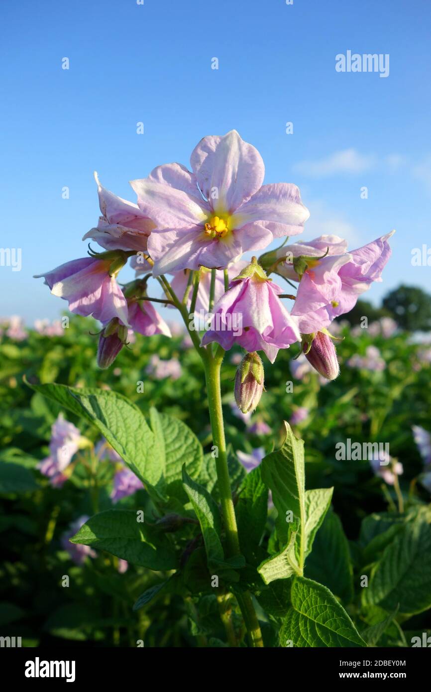 Potato field in bloom Stock Photo - Alamy