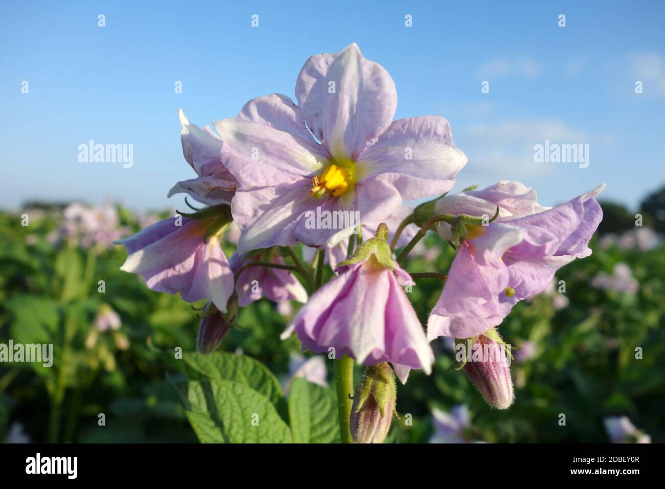 Potato field in bloom Stock Photo - Alamy