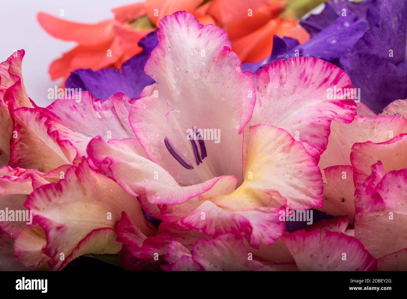Close up of beauty colorful gladiolus flower Stock Photo - Alamy