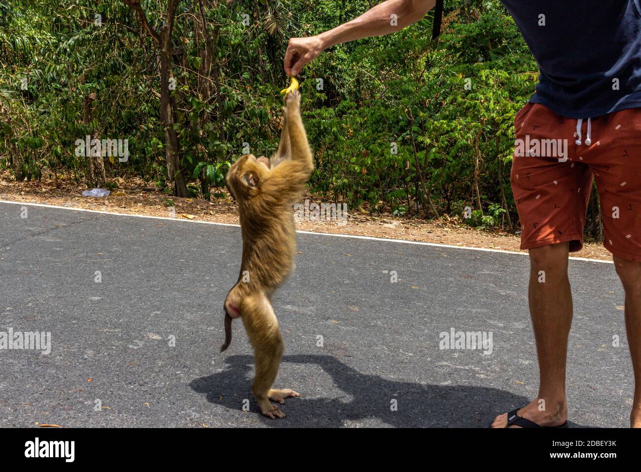 Tourist man feeding monkey with banana on a monkey hill road Stock ...
