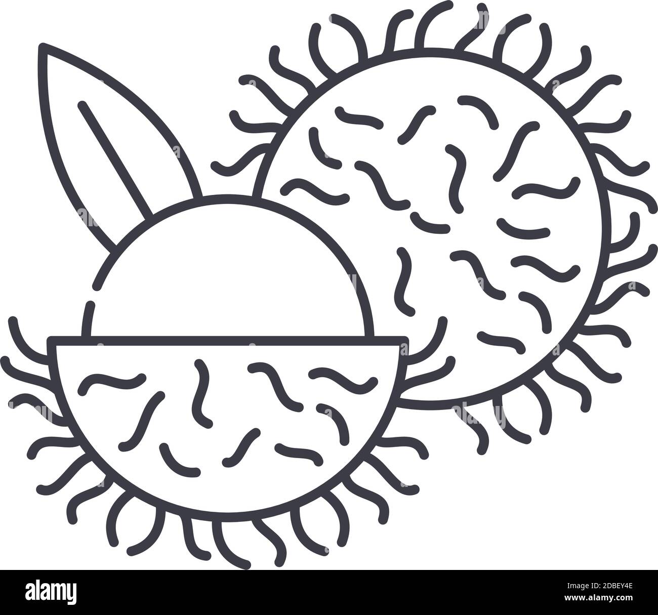 Rambutan icon, linear isolated illustration, thin line vector, web ...