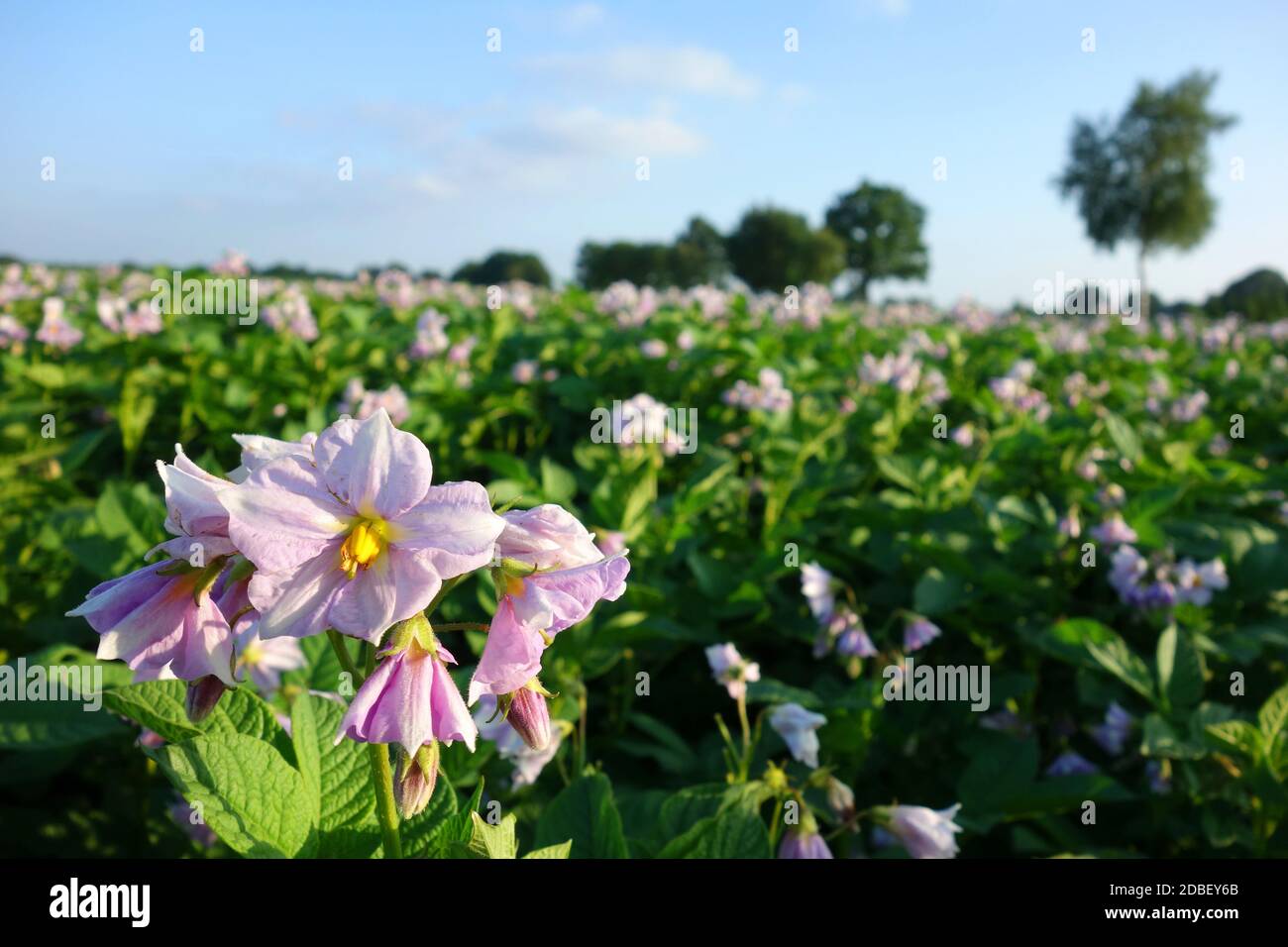 Potato field in bloom Stock Photo - Alamy