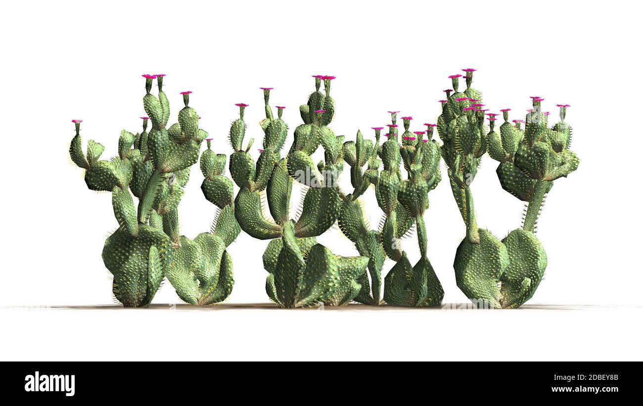 Beavertail Cactus cluster on white background Stock Photo - Alamy