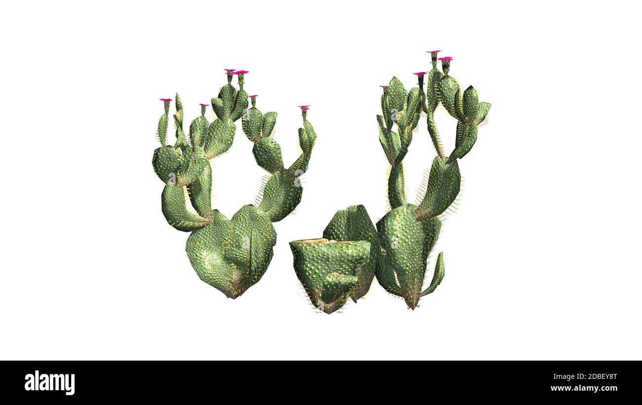 Beavertail Cactus cluster on white background Stock Photo - Alamy