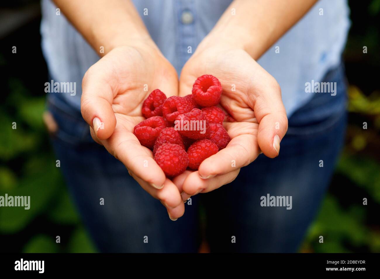 Close up portrait of handful of fresh raspberries Stock Photo - Alamy