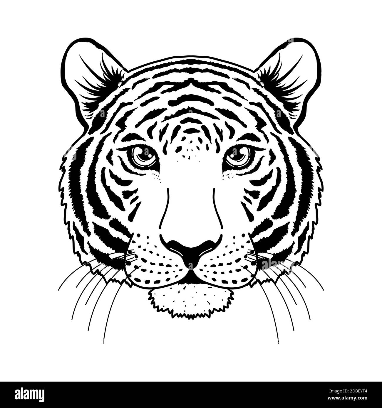 Tiger muzzle on white Stock Vector Image & Art - Alamy