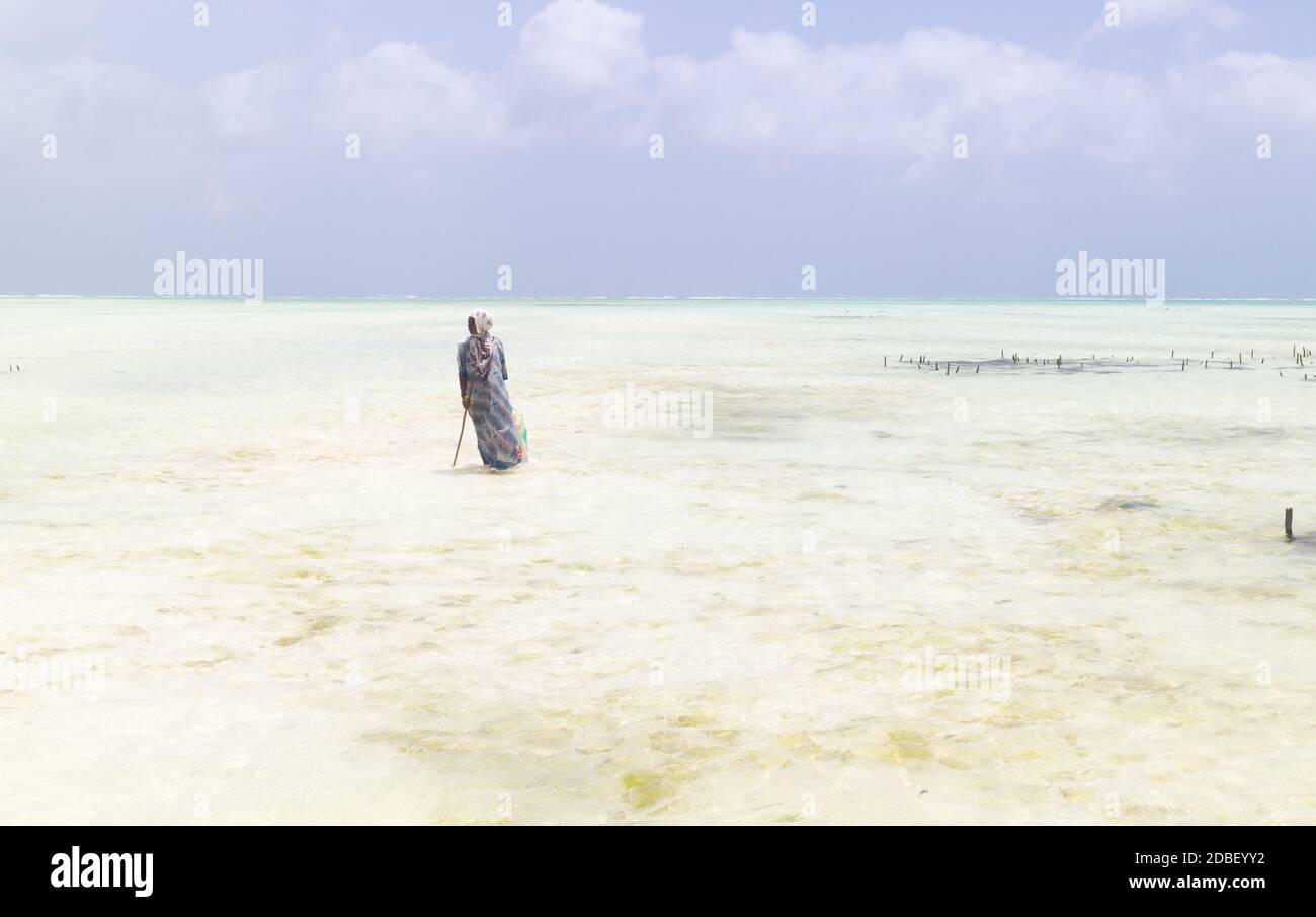 Rows of seaweed on a seaweed farm in kitesurfing lagoon near Paje ...