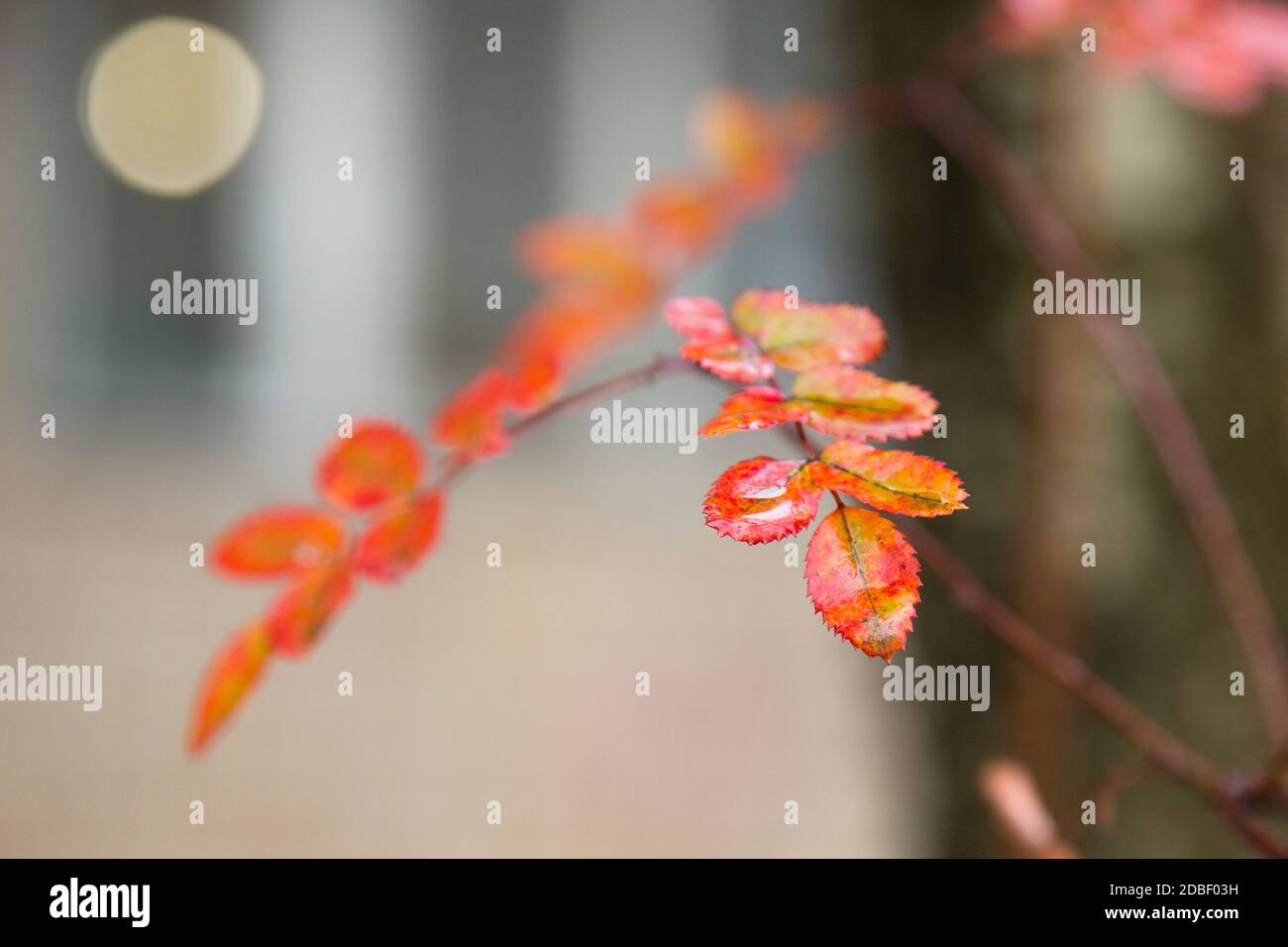 Late autumn red leaves hi-res stock photography and images - Alamy
