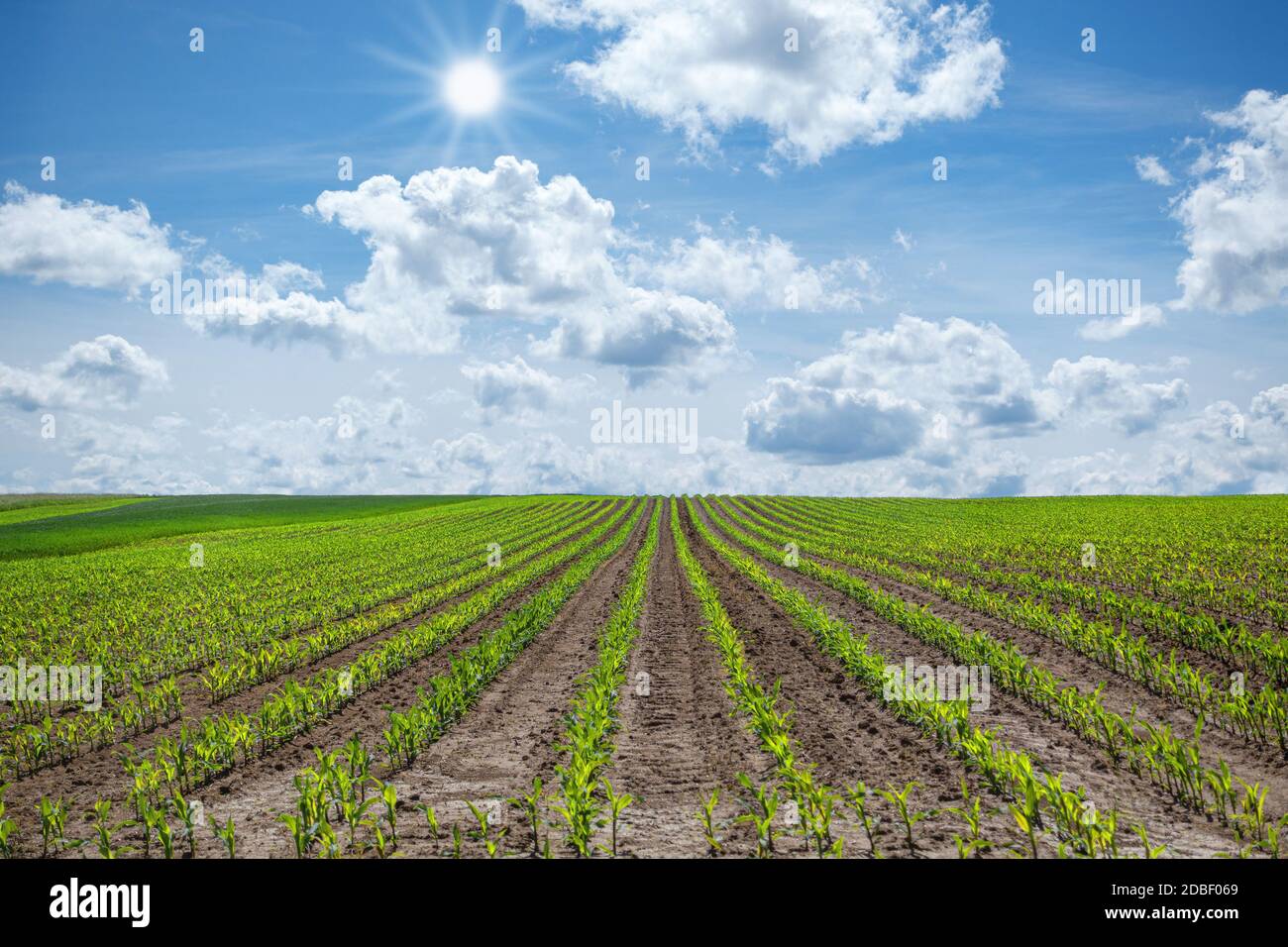 Maize plant hi-res stock photography and images - Alamy
