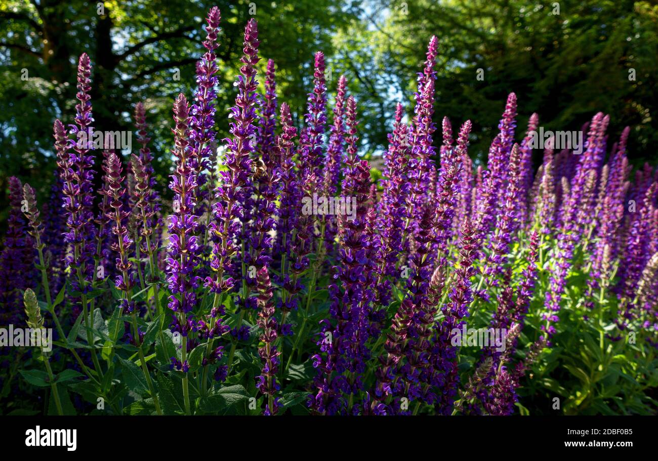 Purple flowering garden sage - Salvia nemorosa Stock Photo - Alamy