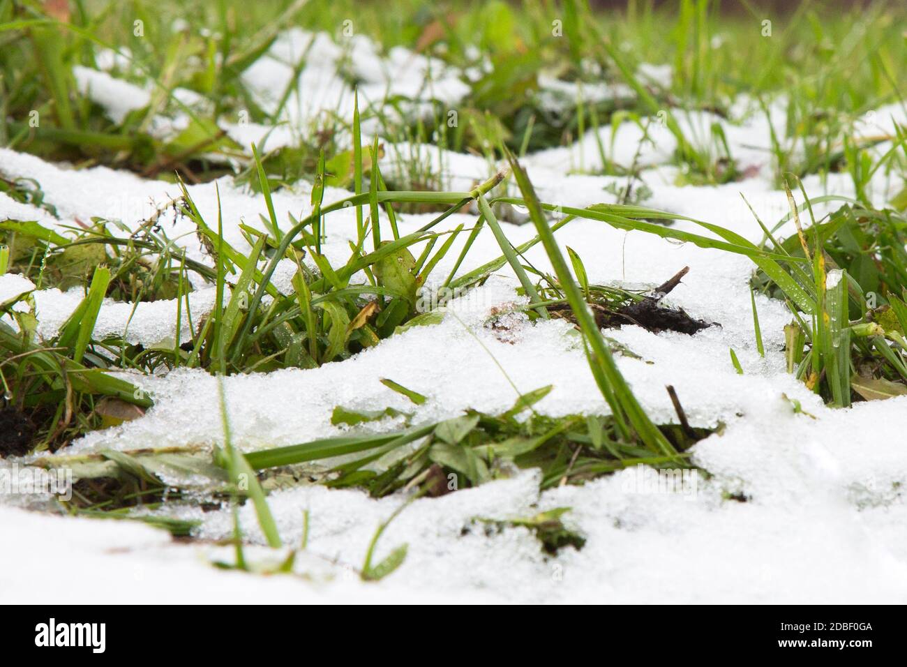 The first spring grasses grow through the snow Stock Photo - Alamy