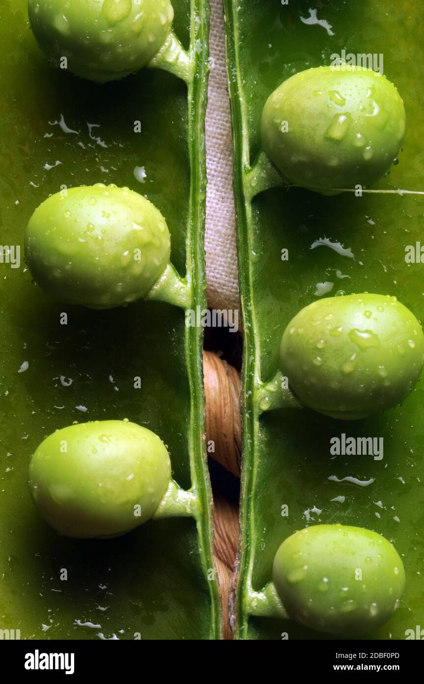 Pea pod with pearl hi-res stock photography and images - Alamy