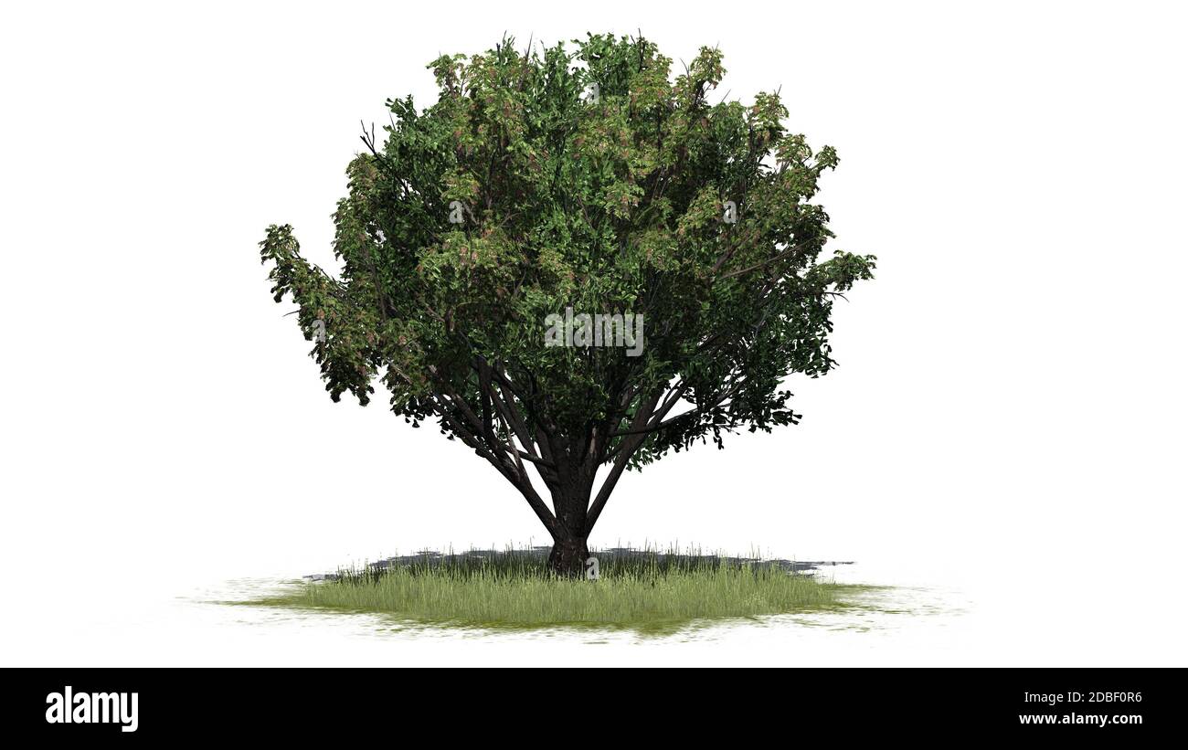 Grass shrubs Cut Out Stock Images & Pictures - Alamy