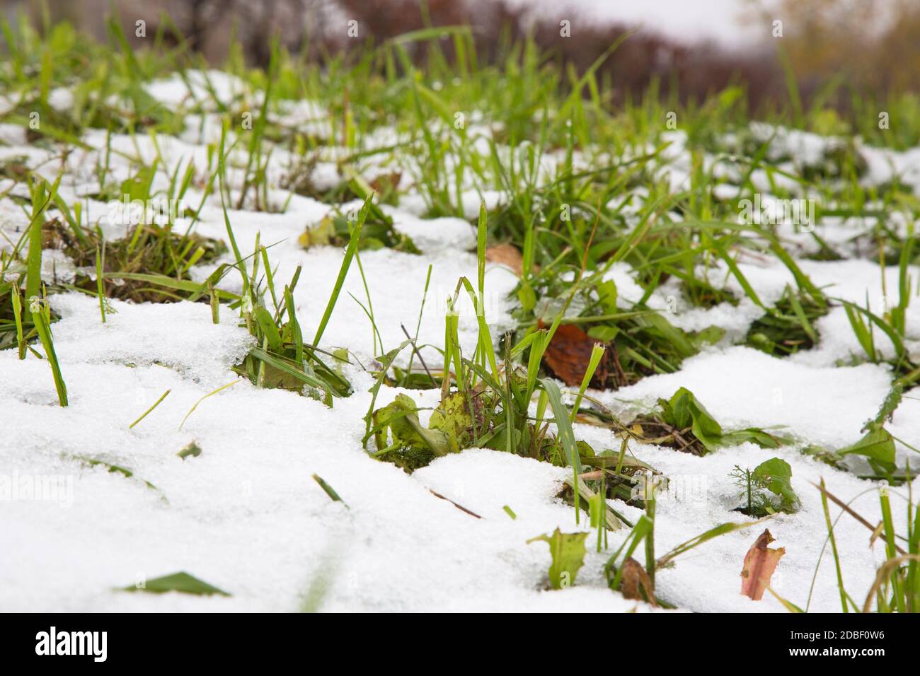 The first spring grasses grow through the snow Stock Photo - Alamy