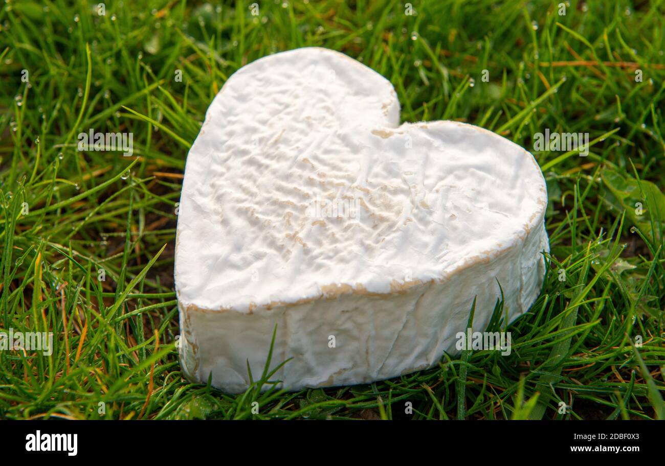 French Neufchatel cheese on the grass Stock Photo - Alamy