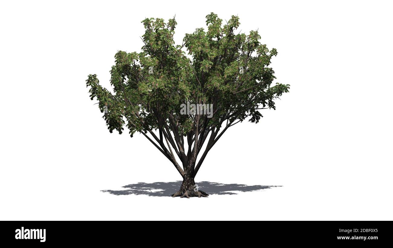 Black Elder shrub with shadow on the floor Stock Photo - Alamy