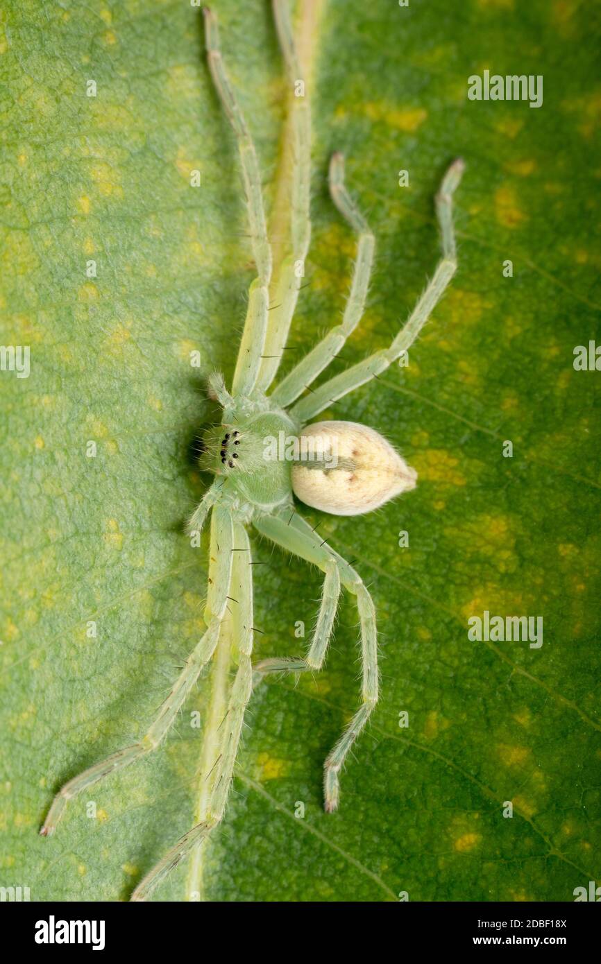 Dorsal of Green huntsman spider, Micrommata virescens, Satara ...