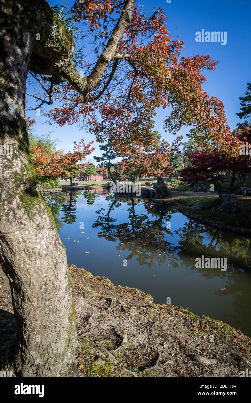 Autumn leaves and colours in Nara Park, Nara, Japan Stock Photo - Alamy