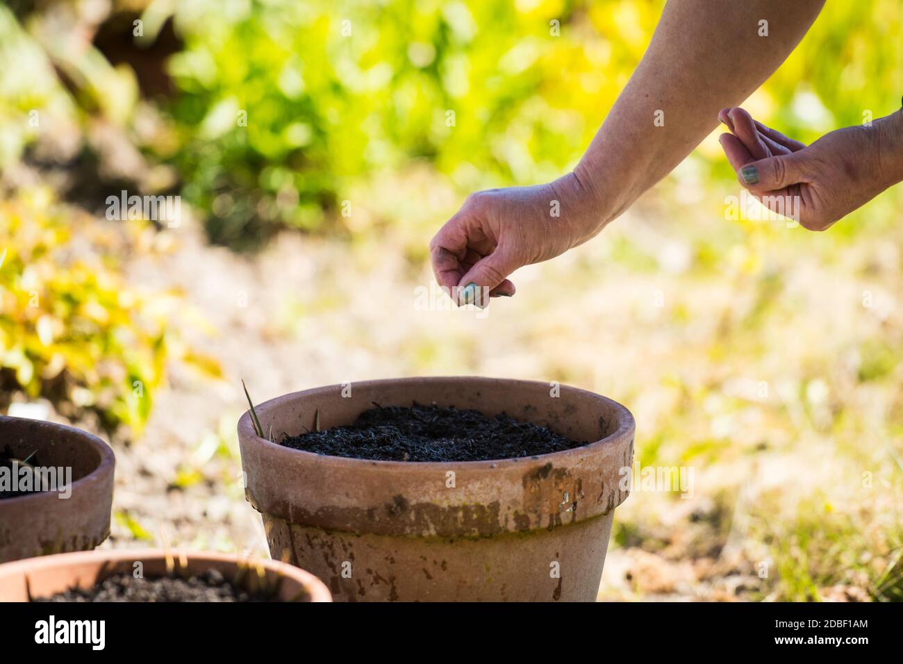 Hands planting seeds soil close hi-res stock photography and images - Alamy