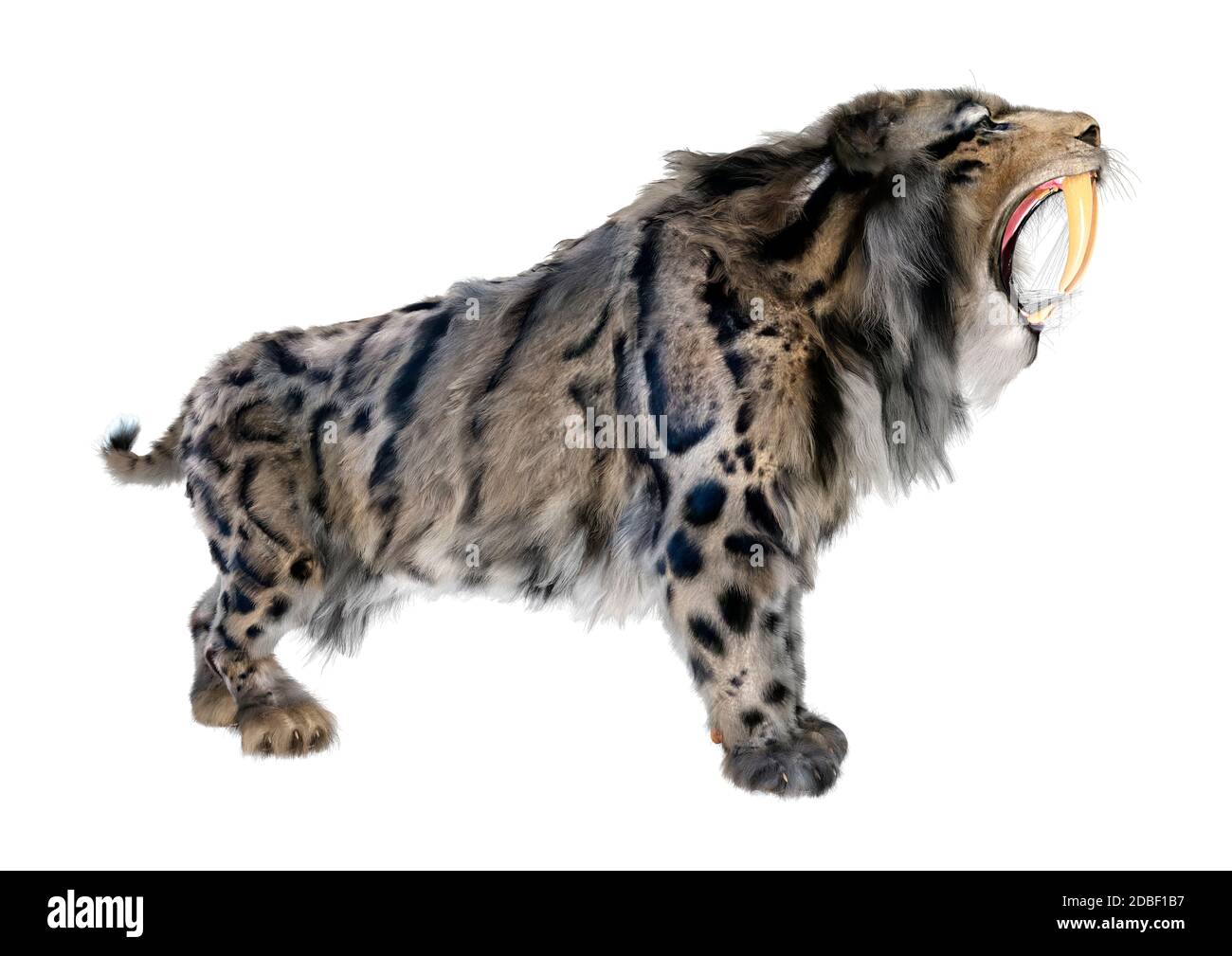 3D rendering of a sabertooth tiger isolated on white background Stock ...