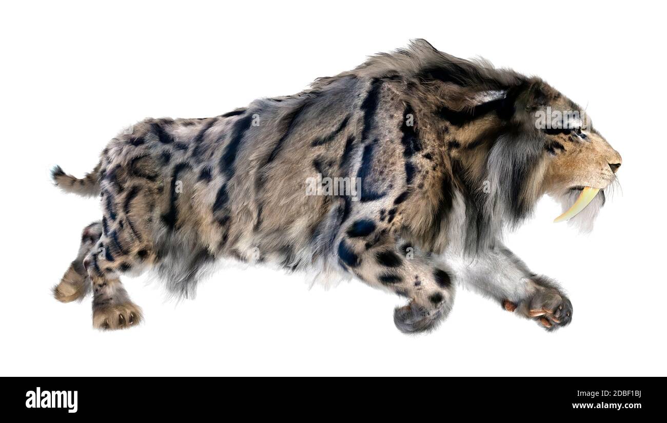 3D rendering of a sabertooth tiger isolated on white background Stock ...
