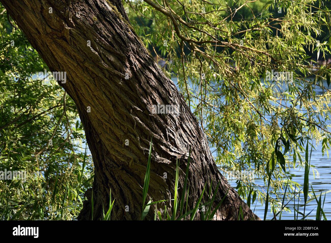 tree beside a lake Stock Photo - Alamy