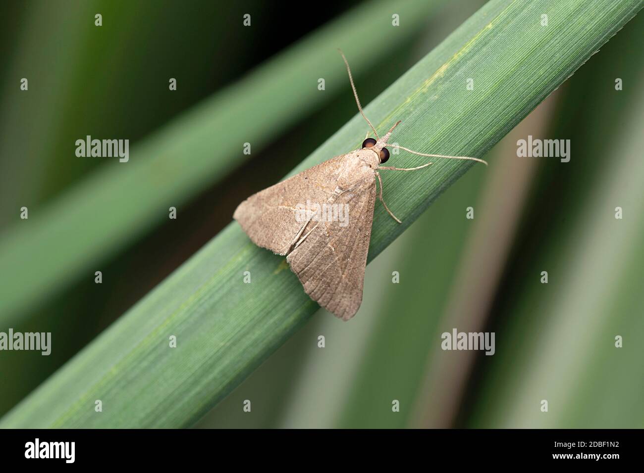 Moth,Herminia tarsicrinalis, commonly known as the shaded fan-foot, is ...
