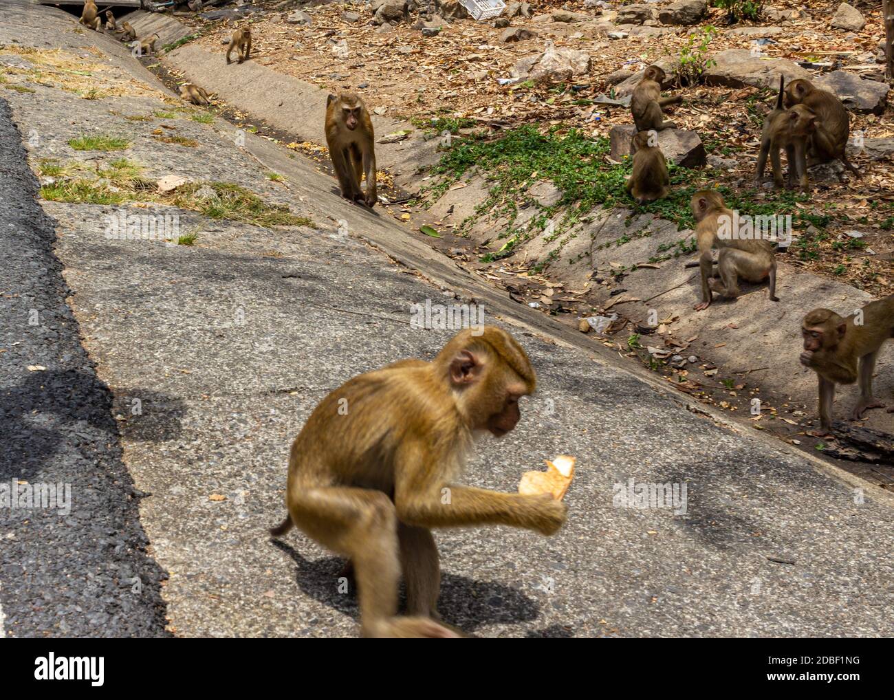 Phuket, Thailand, A monkey hill where you can feed a monkeys but be ...