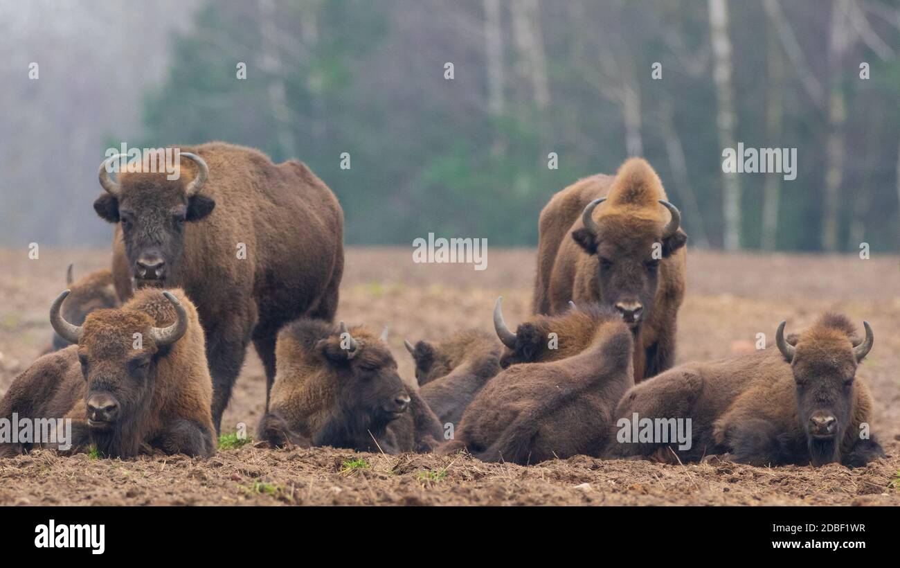 Free ranging european bison herd resting in wintertime forest ...