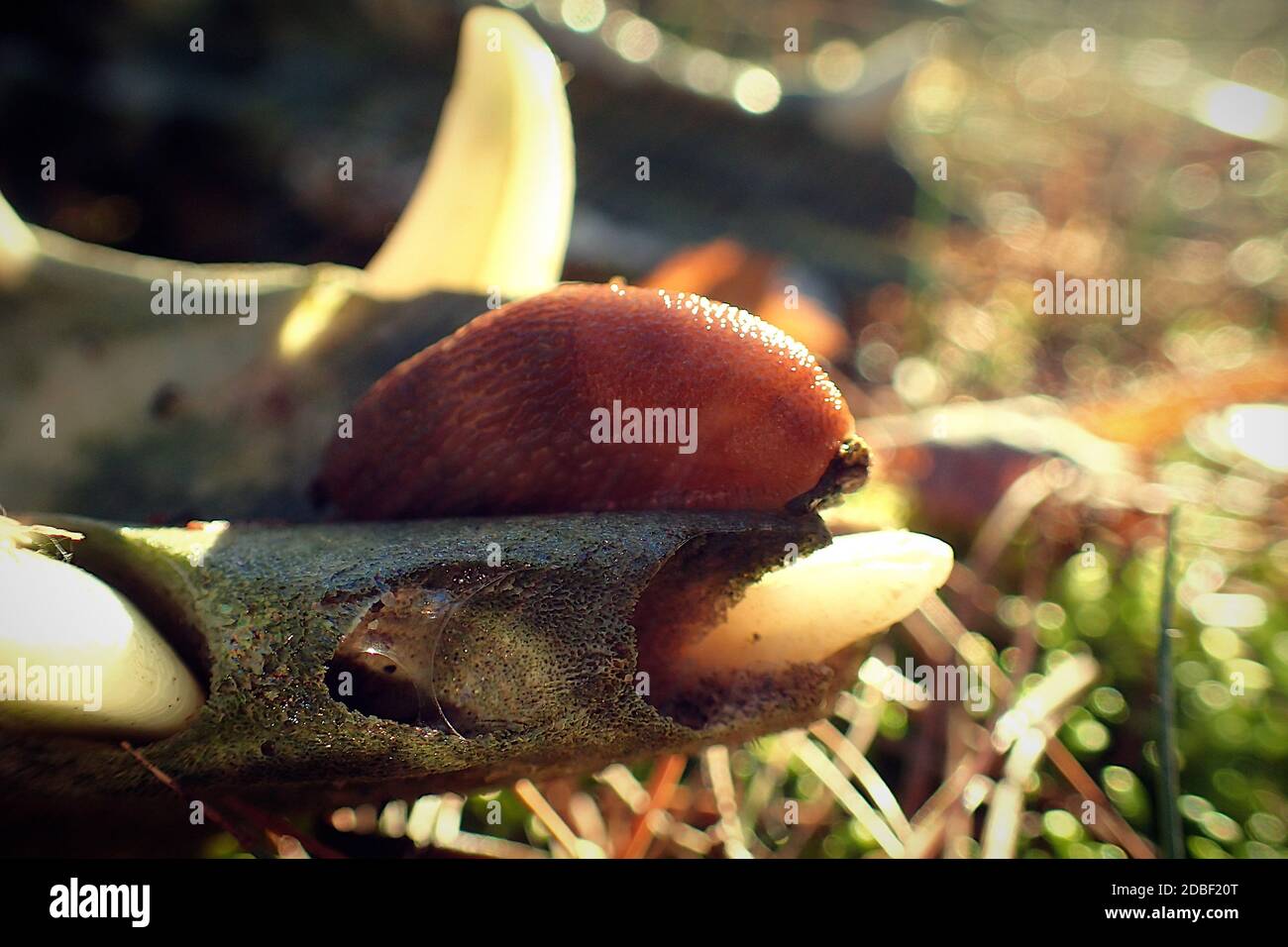 Complete wild boar skull with slug on its lower jaw in the forest Stock ...