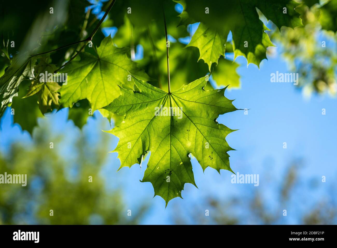Green maple leaf in the sunlight Stock Photo - Alamy