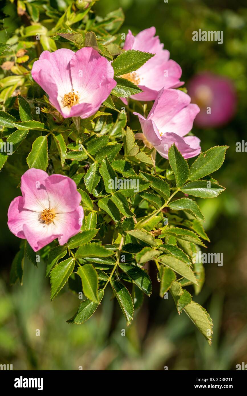Shiny rose hi-res stock photography and images - Alamy