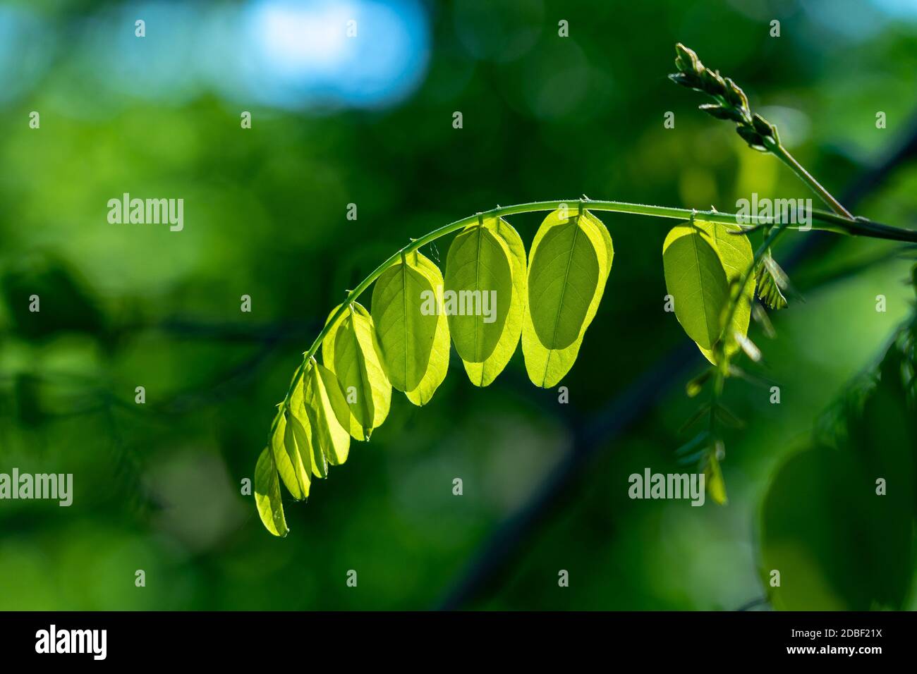 Green leaves of Robinia pseudoacacia in sunlight Stock Photo - Alamy