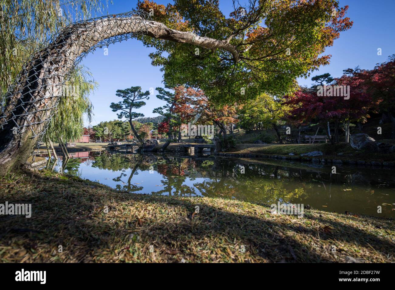 Autumn leaves and colours in Nara Park, Nara, Japan Stock Photo - Alamy