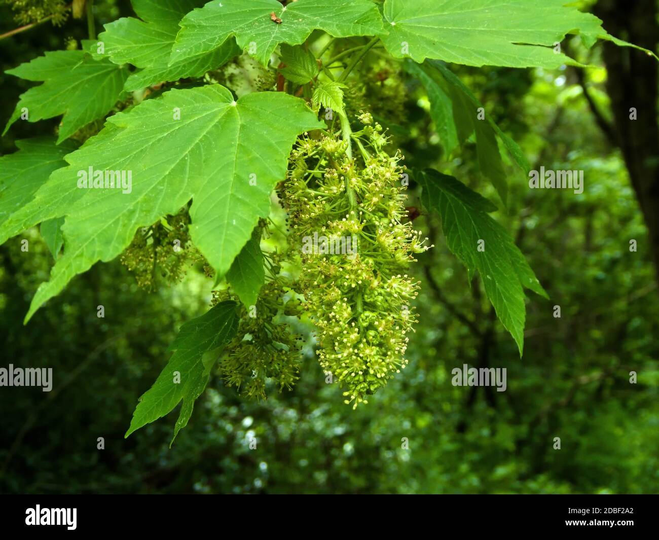 maple blossom in spring in Germany Stock Photo - Alamy