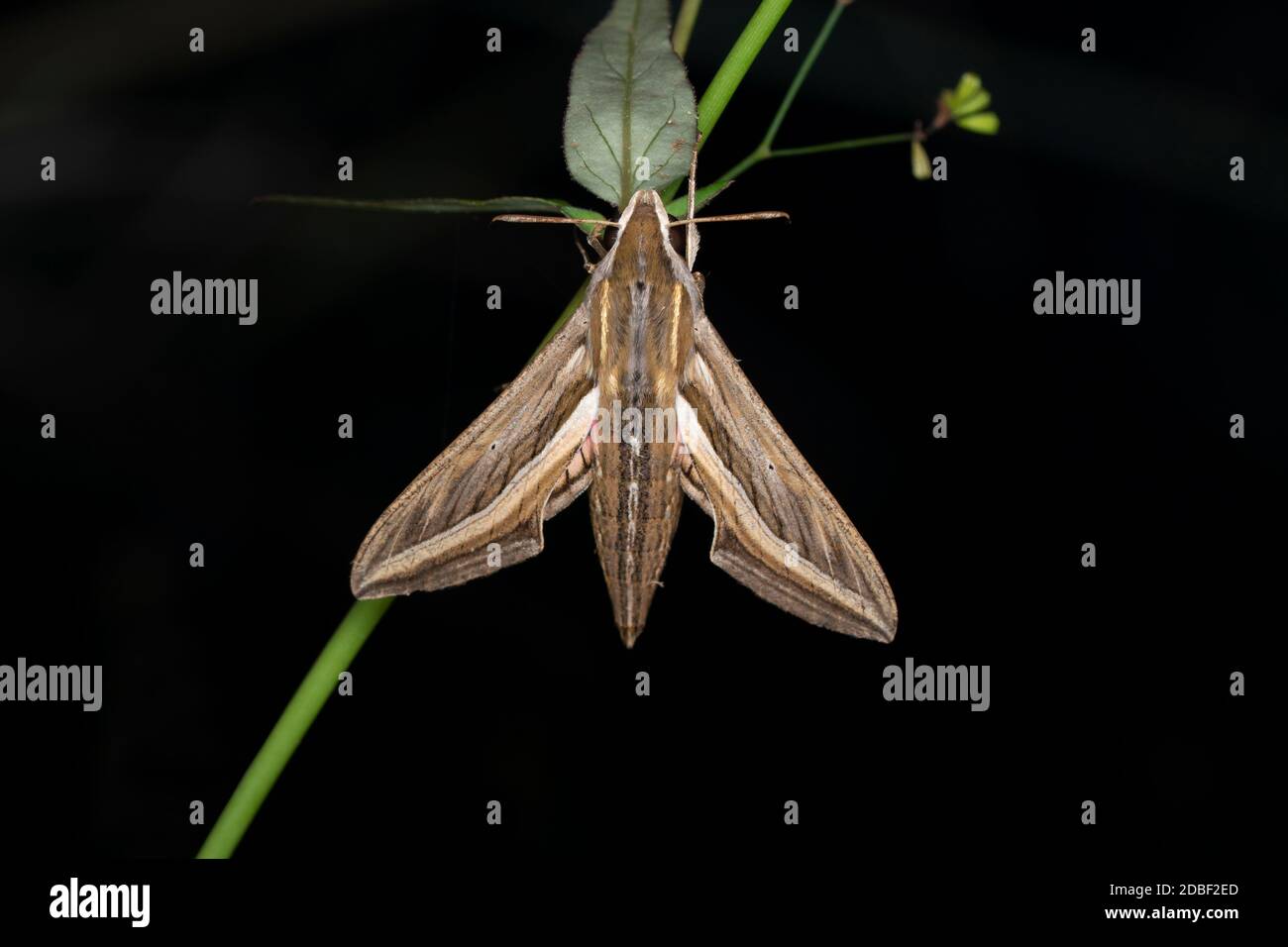 White lined sphinx hummingbird moth hi-res stock photography and images ...