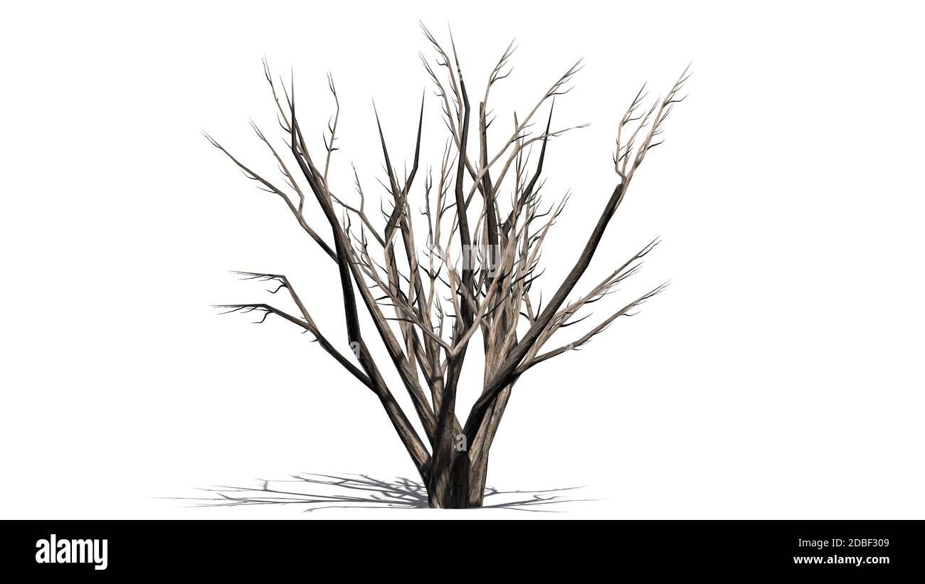 Crape Myrtle - tree on white background Stock Photo - Alamy