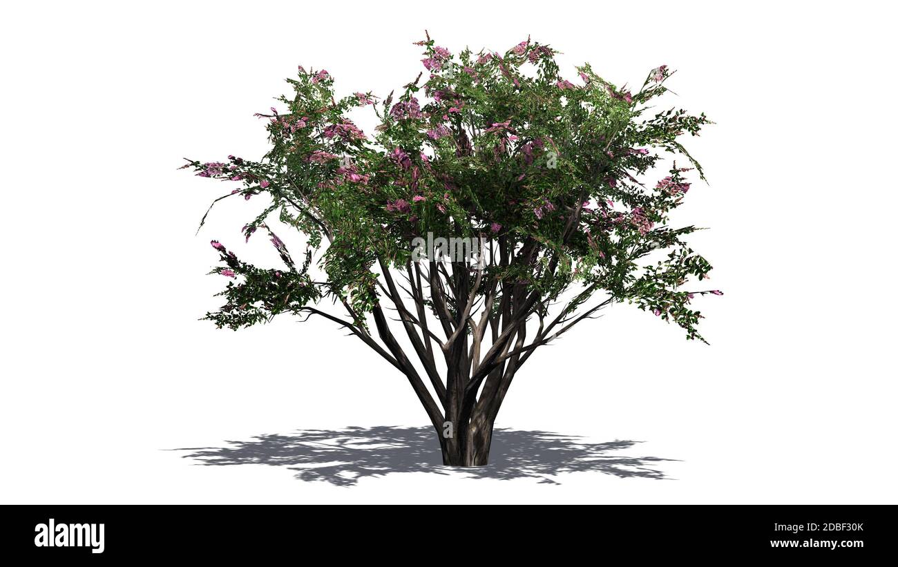 Crape Myrtle - tree on white background Stock Photo - Alamy