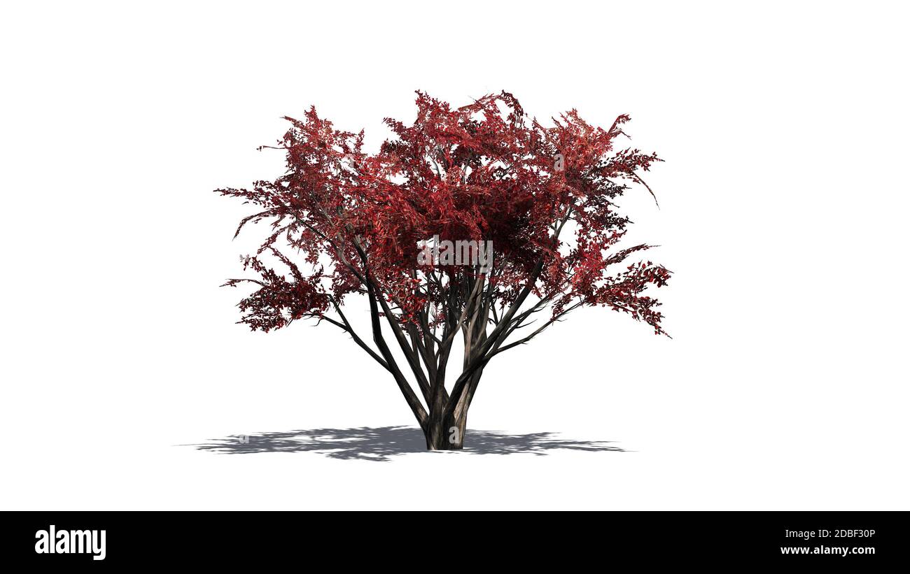 Crape Myrtle - tree on white background Stock Photo - Alamy