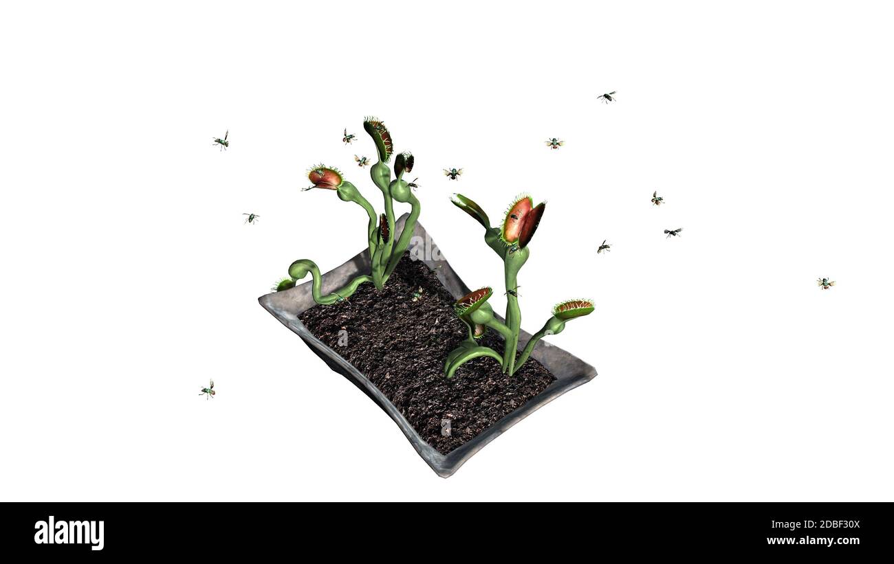 Venus Flytrap plant with group insect on white background Stock Photo ...