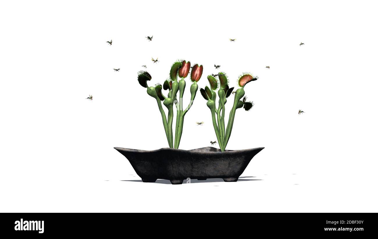 Venus Flytrap plant with group insect on white background Stock Photo ...