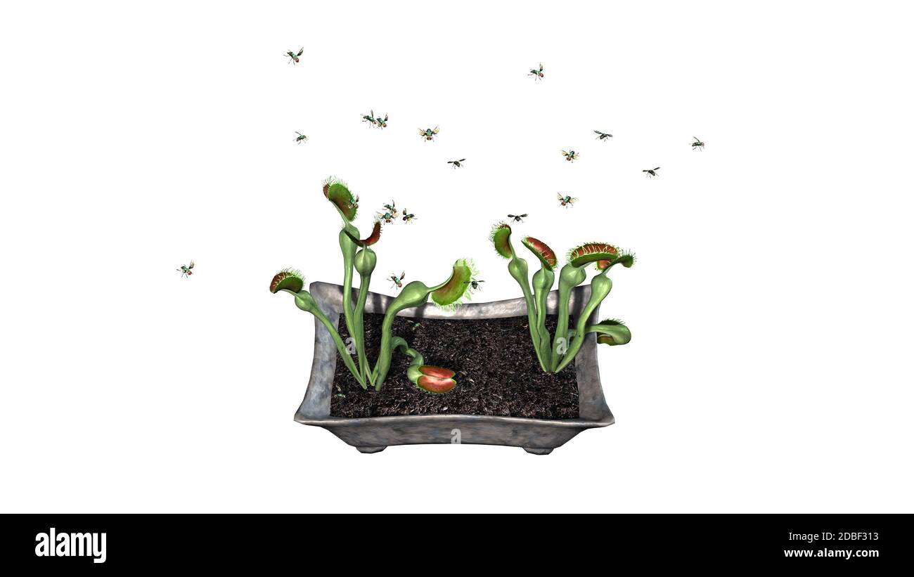 Venus Flytrap plant with group insect on white background Stock Photo ...