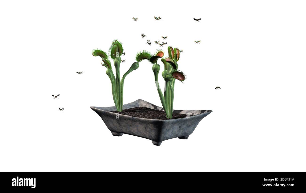Venus Flytrap plant with group insect on white background Stock Photo ...